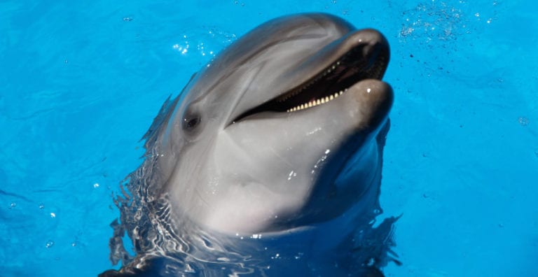 How Teeth Are Used As Currency in One Country | Toothology Dental